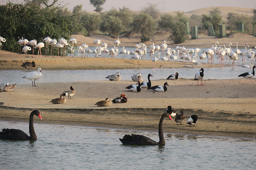 Dubai Protected Area